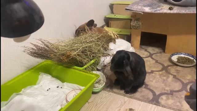 Кролик Банникула и сено