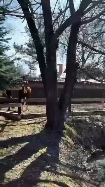 Аносинская благодать)