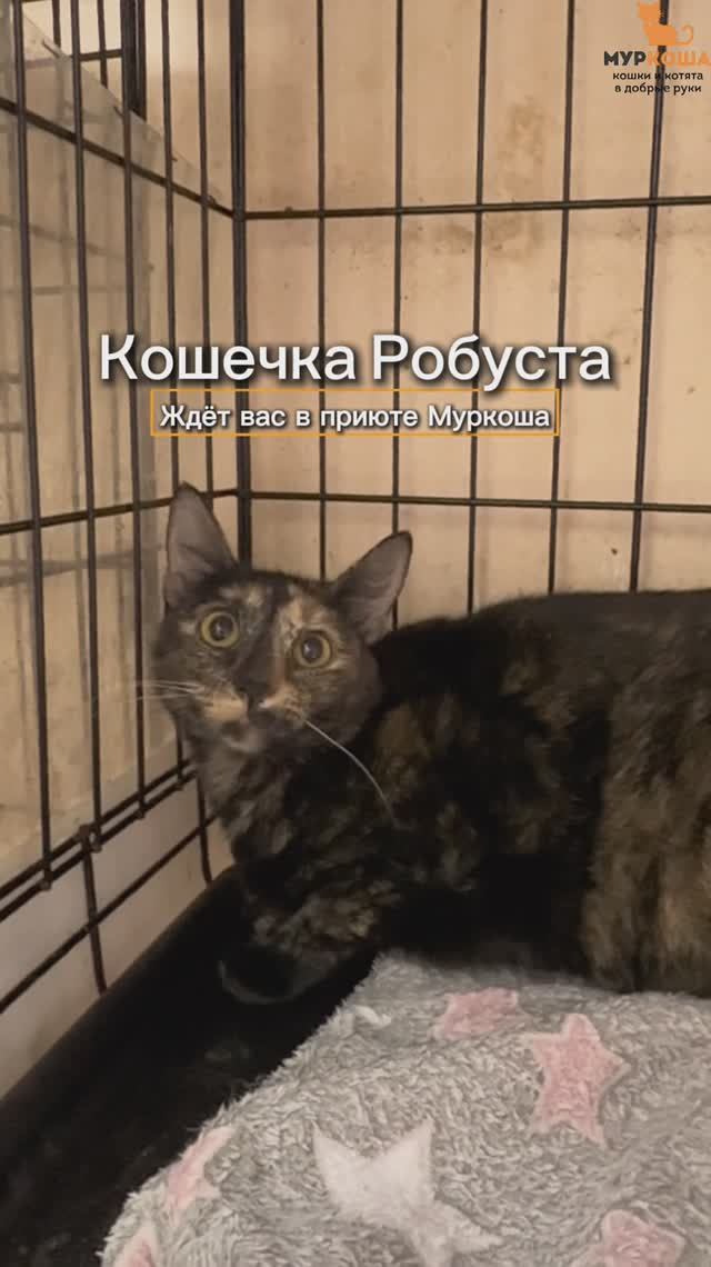 Робуста ждёт вас в приюте #Муркоша