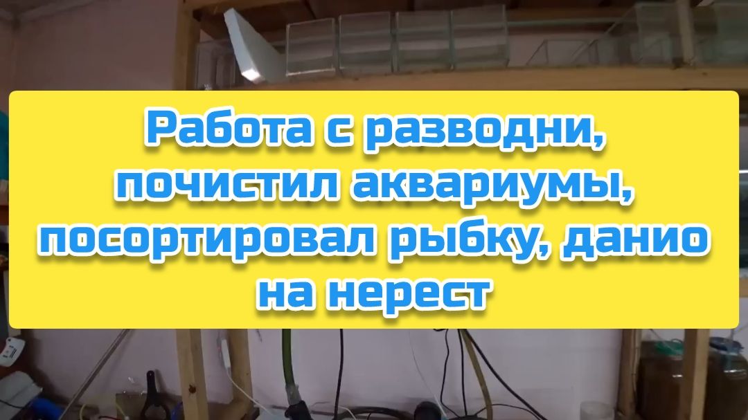 Работа с разводни, почистил аквариумы, посортировал рыбку, данио на нерест