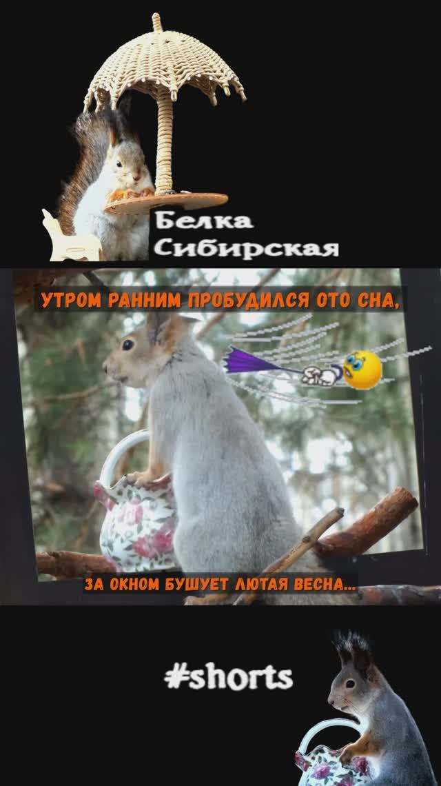 Белка когда ветер в лесу