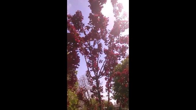 Красное дерево