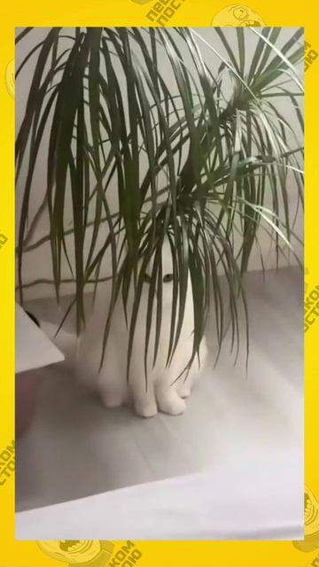 кошаки наблюдают за тобой - заходи в вк --﹥ https://vk.com/peshkom_postoyu_smile_vk