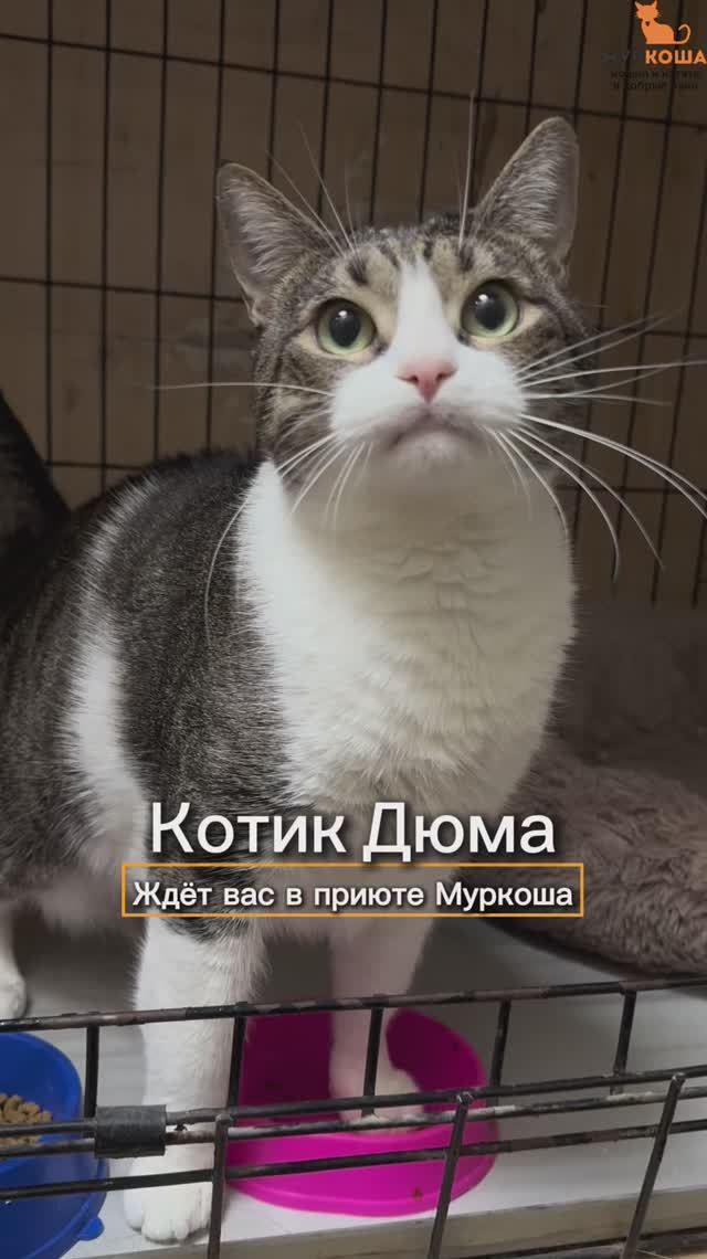 Дюма ждёт вас в приюте #Муркоша