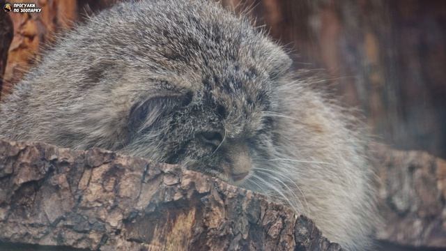 Манул Шу наблюдает за Пепе после того, как она прогнала его из гамака. Ленинградский зоопарк