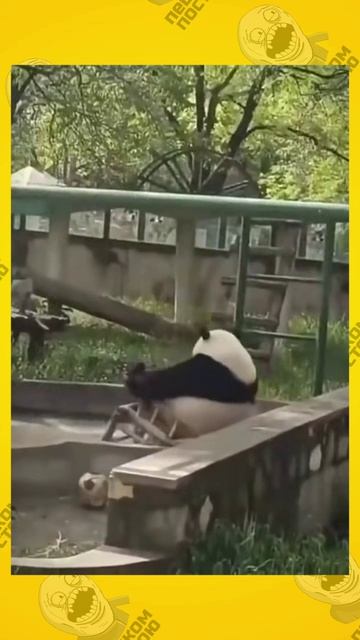 неуклюжие панды - заходи в вк --﹥ https://vk.com/peshkom_postoyu_smile_vk