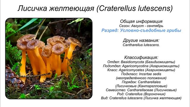 20 Видов условно съедобных грибов.