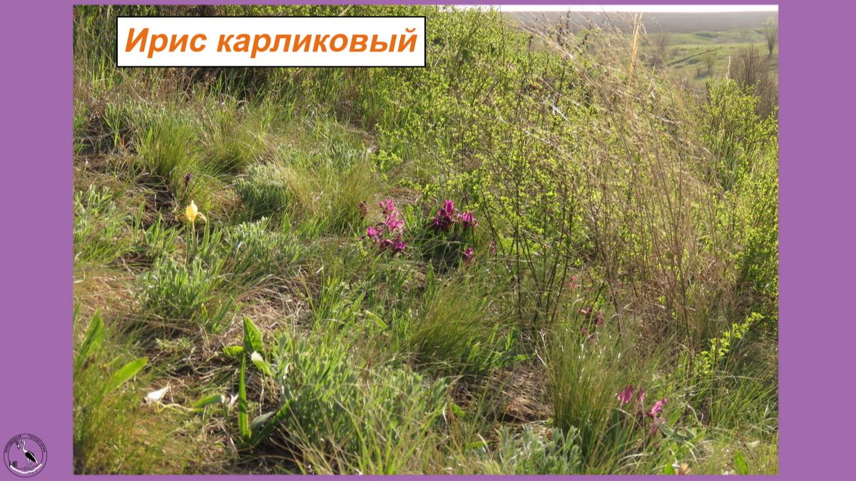 Дикие крохотные ирисы-касатики. Пение жаворонка. Цветение в степи