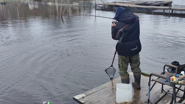 Светлые Горы Форель 02.05.2026г.