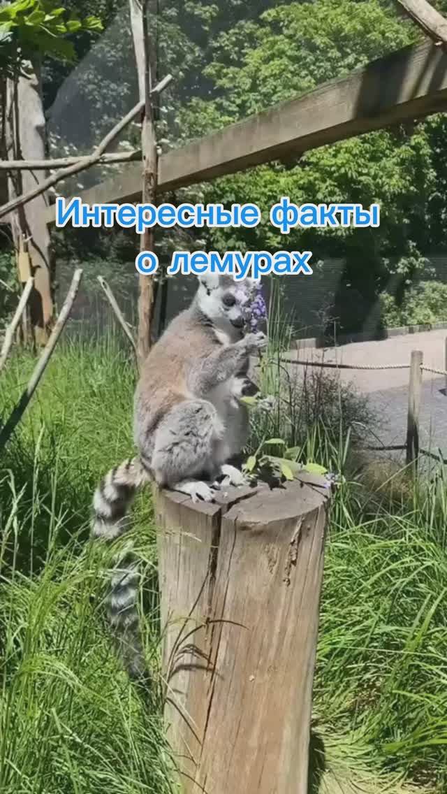 Интересные факты о лемурах
