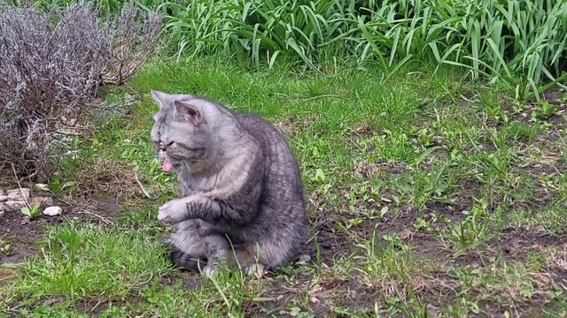 Коты и май. Cats at the May rally