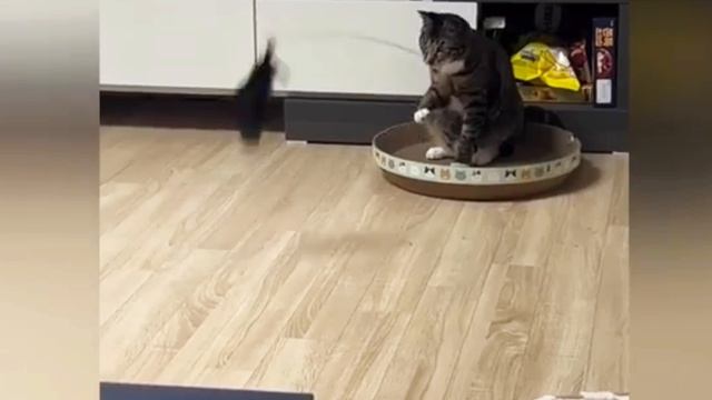 Смешные видео с домашними животными 🤣 прикольно и смешно🐕🐤🐈⬛