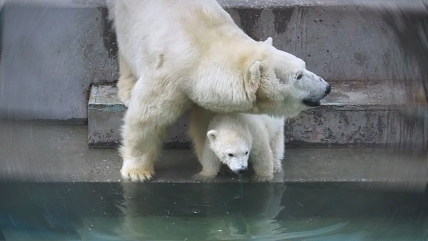 Медвежонок мамы Герды знакомится с водой, шлепая лапками и опуская голову в воду бассейна.