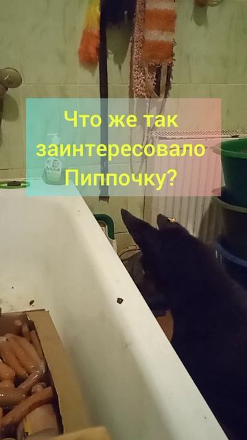 Что же так заинтересовало Пиппочку_ #пермьсобака #собакапермь #щенок #животные #пермь