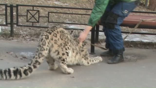 Снежный барс Ирбис хочет гулять Питер зоопарк Snow leopard Irbis wants to go for walk St. Peter Zoo