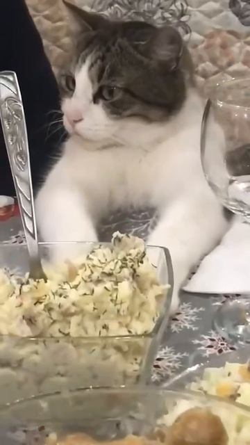 Котопраздник 🏆