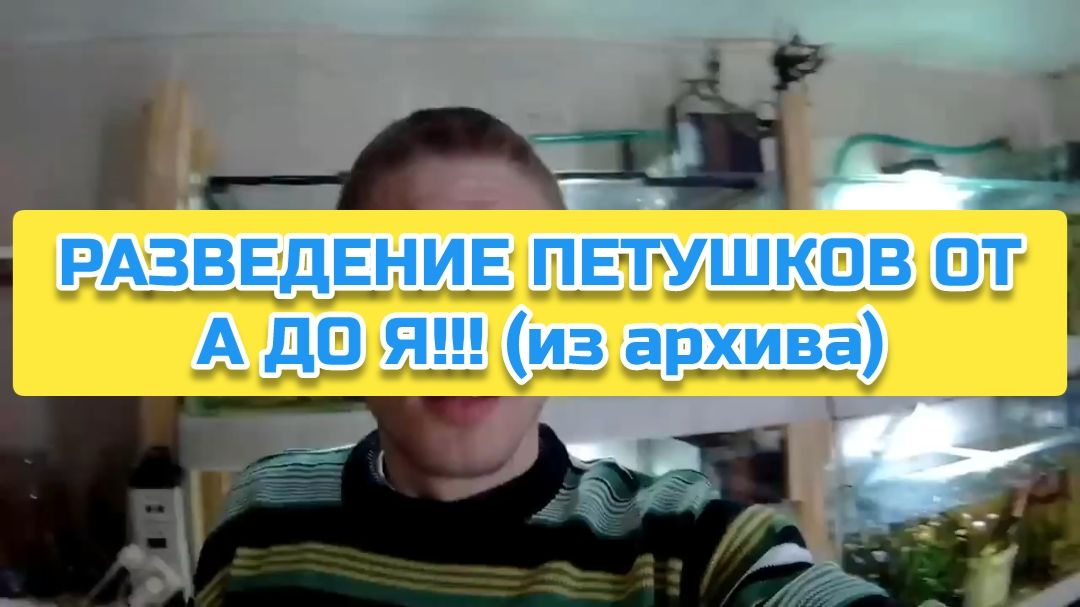 разведение Петушков от А до Я (из архива)