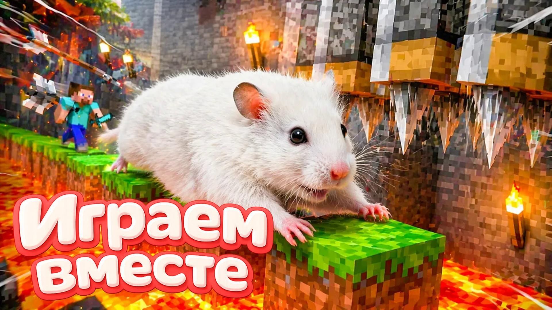 ХОМЯК ВЫБИРАЕТСЯ ИЗ СЕКРЕТНОЙ ХОМЯЧЕЙ ТЮРЬМЫ !  Помогаем ХОМЯЧКУ выбраться из лабиринта ! №2