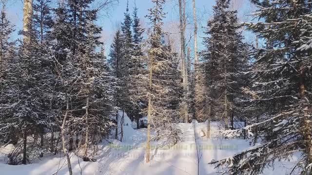 ВОЛЧИЙ ОСКАЛ СИБИРСКОЙ ТАЙГИ