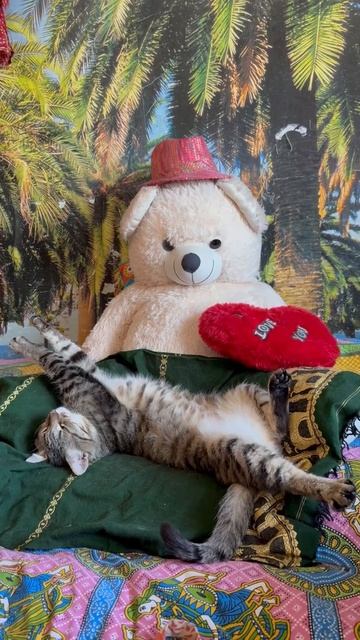 Приколы с Зиточкой 😻😍😘🤩🥰🐈💞