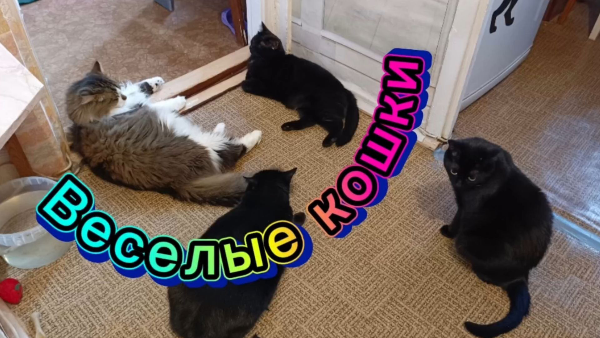 ВЕСЁЛЫЕ КОШКИ.