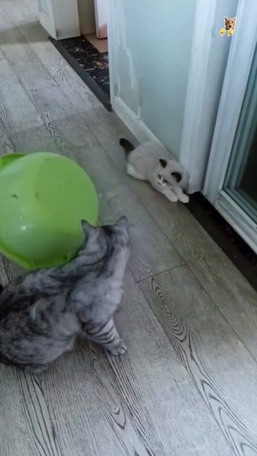 Котик тазиком накрылся.😻Веселые котики. Коты хулиганы! Невероятные трюки! #кот #хулиган #трю #short
