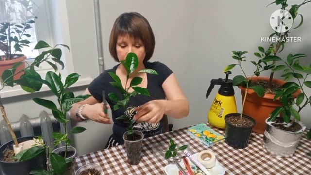 Вырастить плодоносящий мандарин дома.
