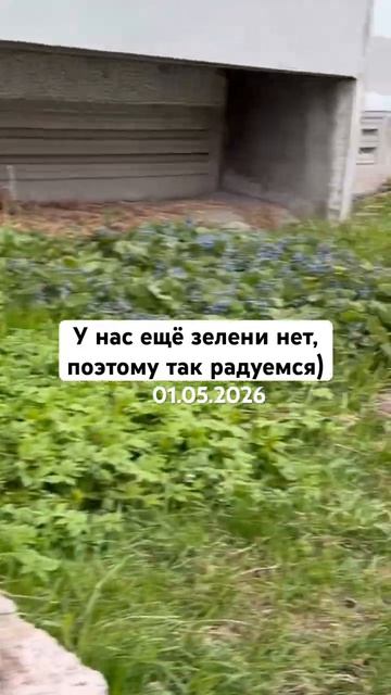 #Сыктывкар …радуемся первой траве…Республика Коми…01.05.2026