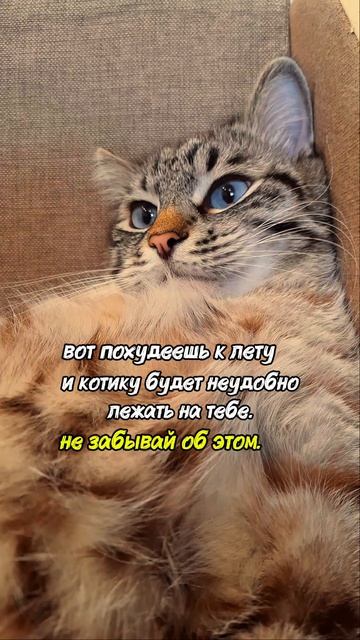 Кошачьи мудрости