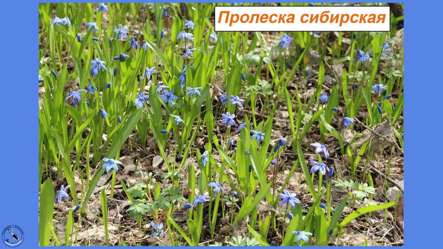 Пролеска сибирская - подснежник небесного цвета,а родом не из Сибири