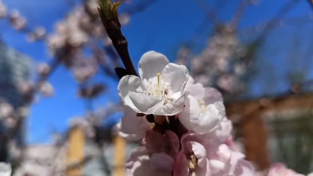 Цветение весны в Приморском районе
