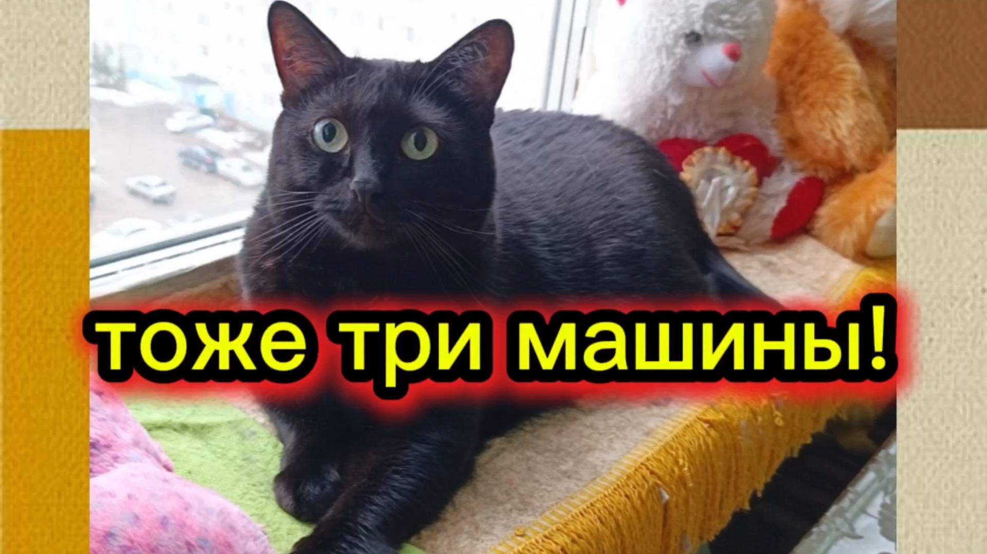 КОШКИ С ОЗВУЧКОЙ.