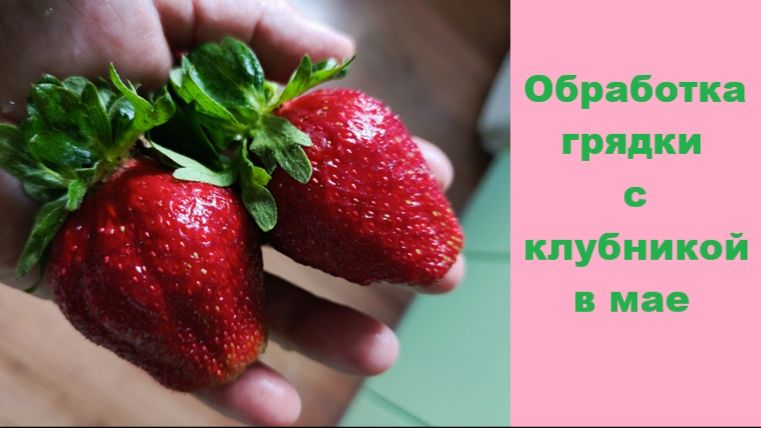 Как я обрабатываю грядки с клубникой в мае?