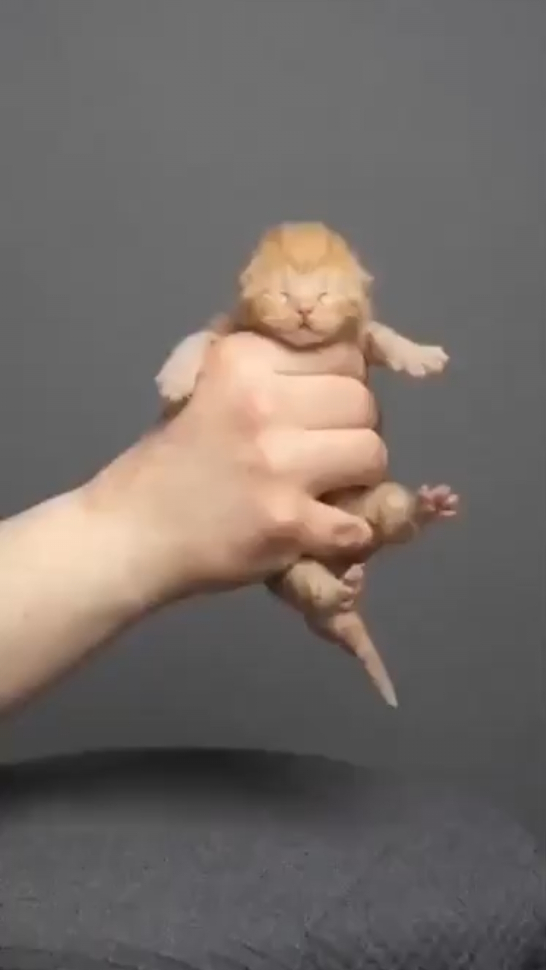 Которост 😽