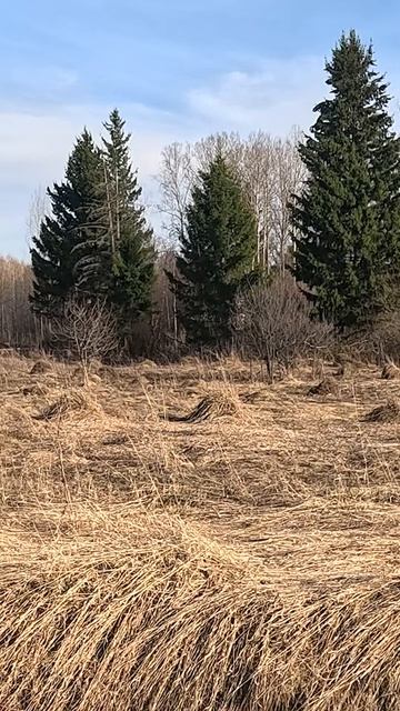 Случайно повстречал краснокнижных косуль.