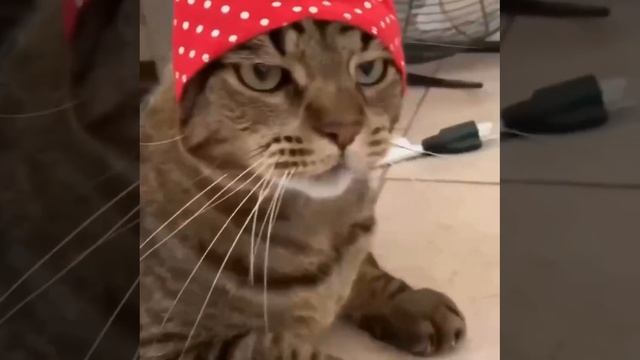 Кот или котик? 😼