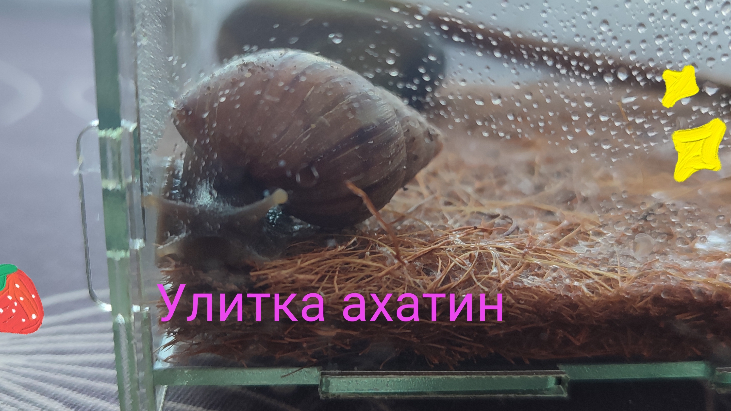 Улитка ахатин Алина