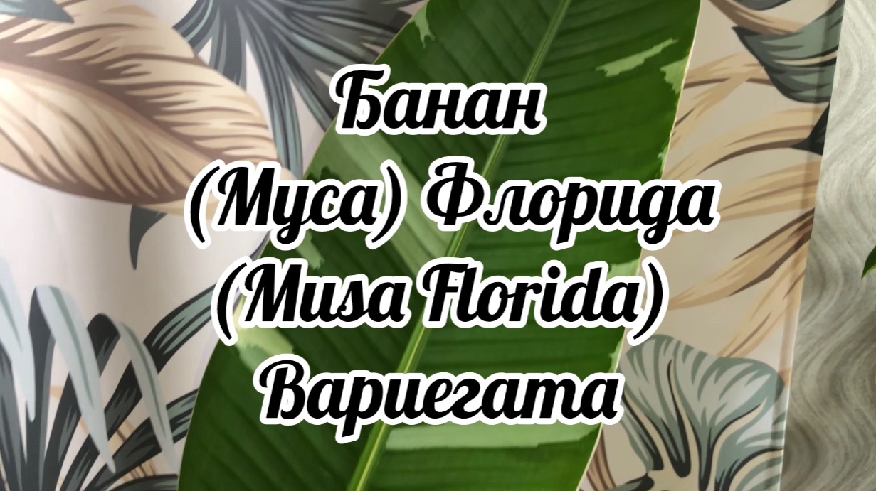 Банан Муса Флорида Вариегата. (Musa Florida Variegata)