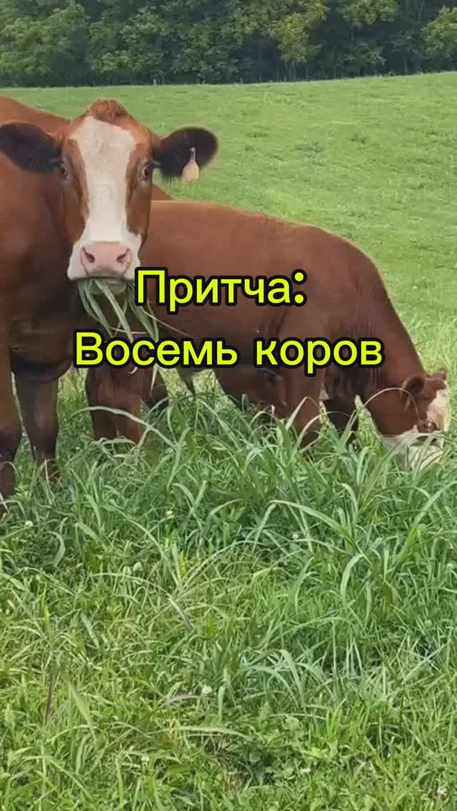 Притча: "Восемь коров"