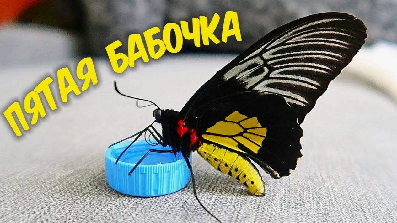 Бабочкариум! Пятая бабочка, Птицекрылка! Бабочкарий.