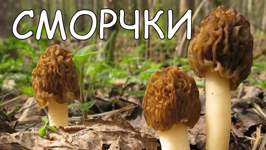 Охота за сморчками: весенняя грибная история