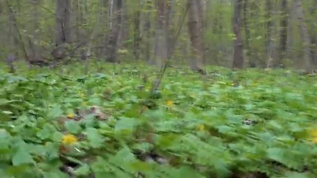 Редкая ЧИСТЫЙ ЗВУК Самая Мощная Матрица Омоложения и Долголетия