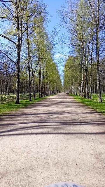Александровский парк. Парнас. Берёзовая, аллея.3 мая 2026