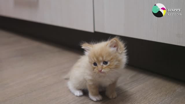 Мама-кошка устала и спит, а её игривые котята весело бегают и играют рядом