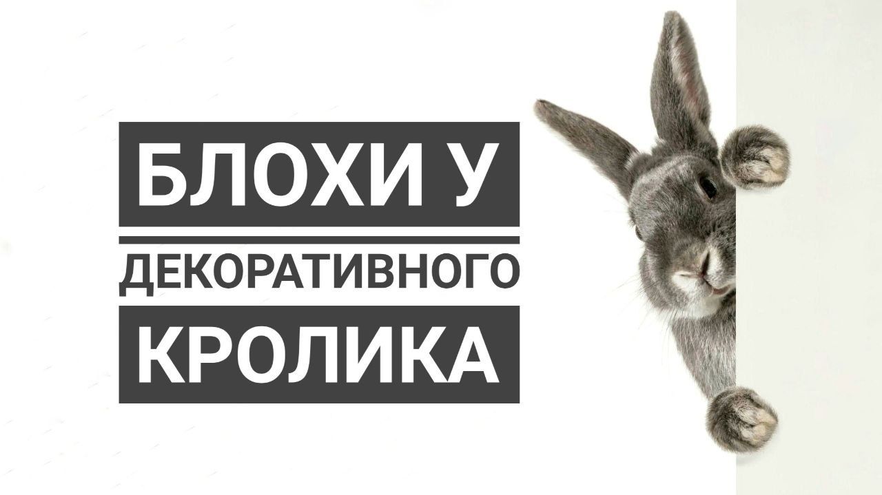 Блохи у декоративного кролика