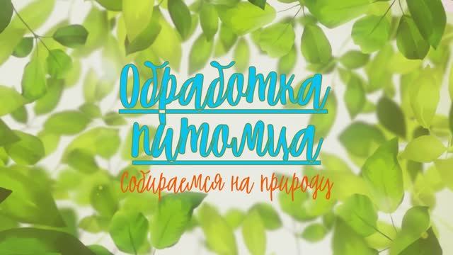 Подготовка к сезону клещей, обработка питомца