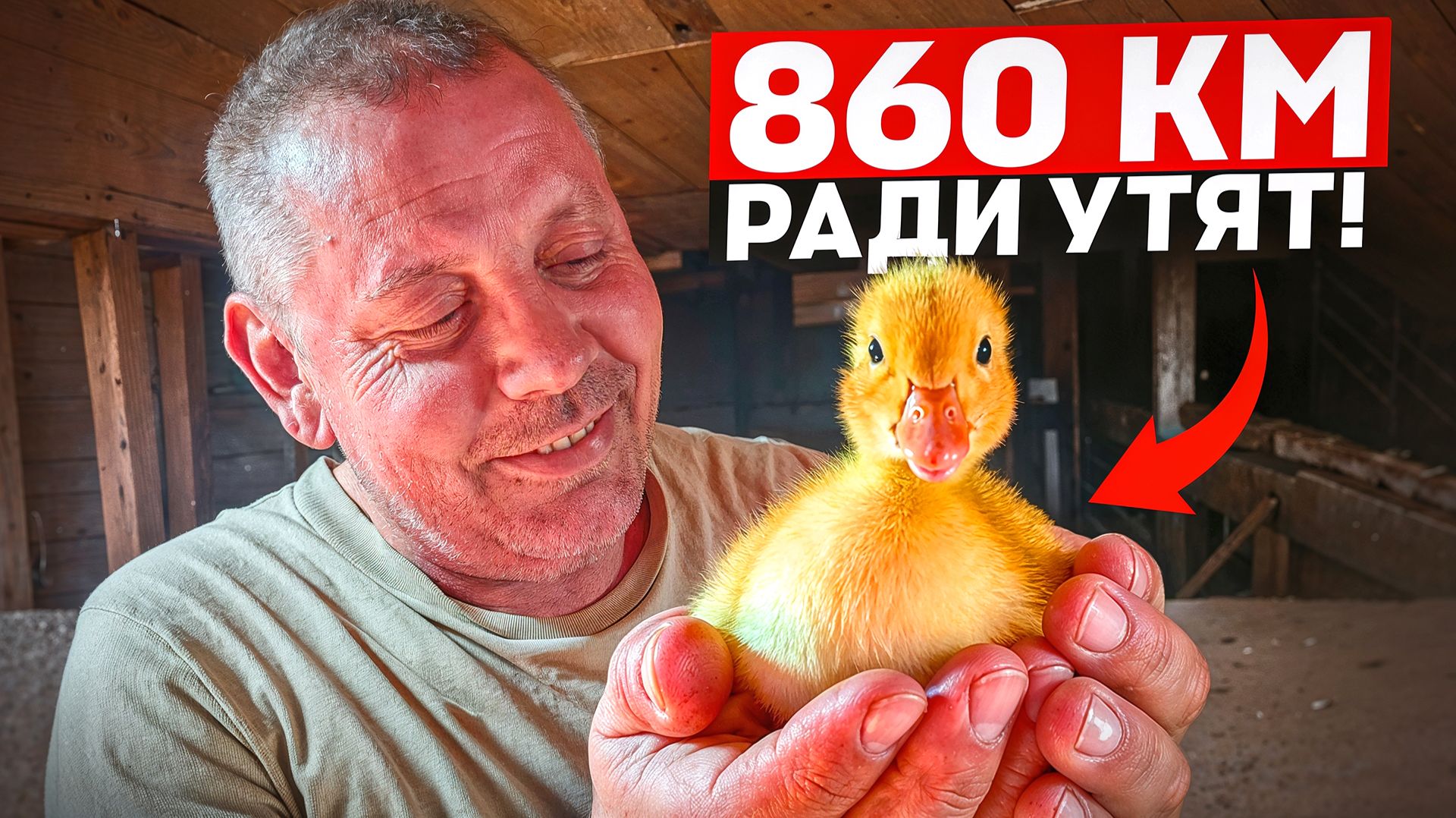 860 км за мечтой: привез 250 утят! Начало очередного масштабного проекта на #МоемПодворье