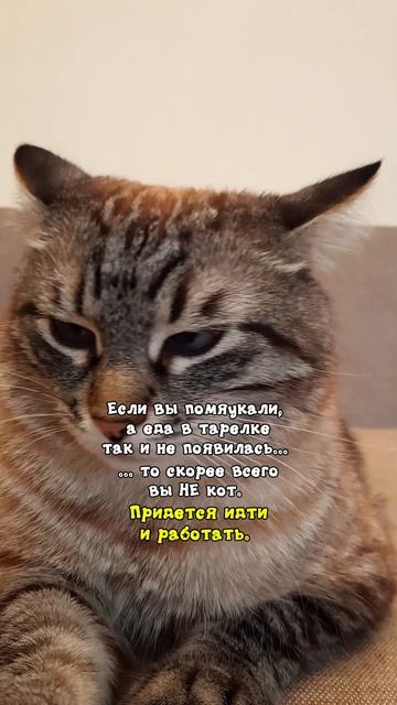 Кошачьи мудрости | 2