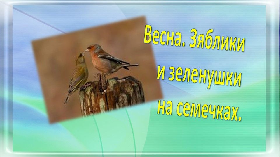 Весна. Зеленушки и дубоносы на семечках.