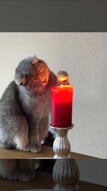 Погрею лапки 🐾